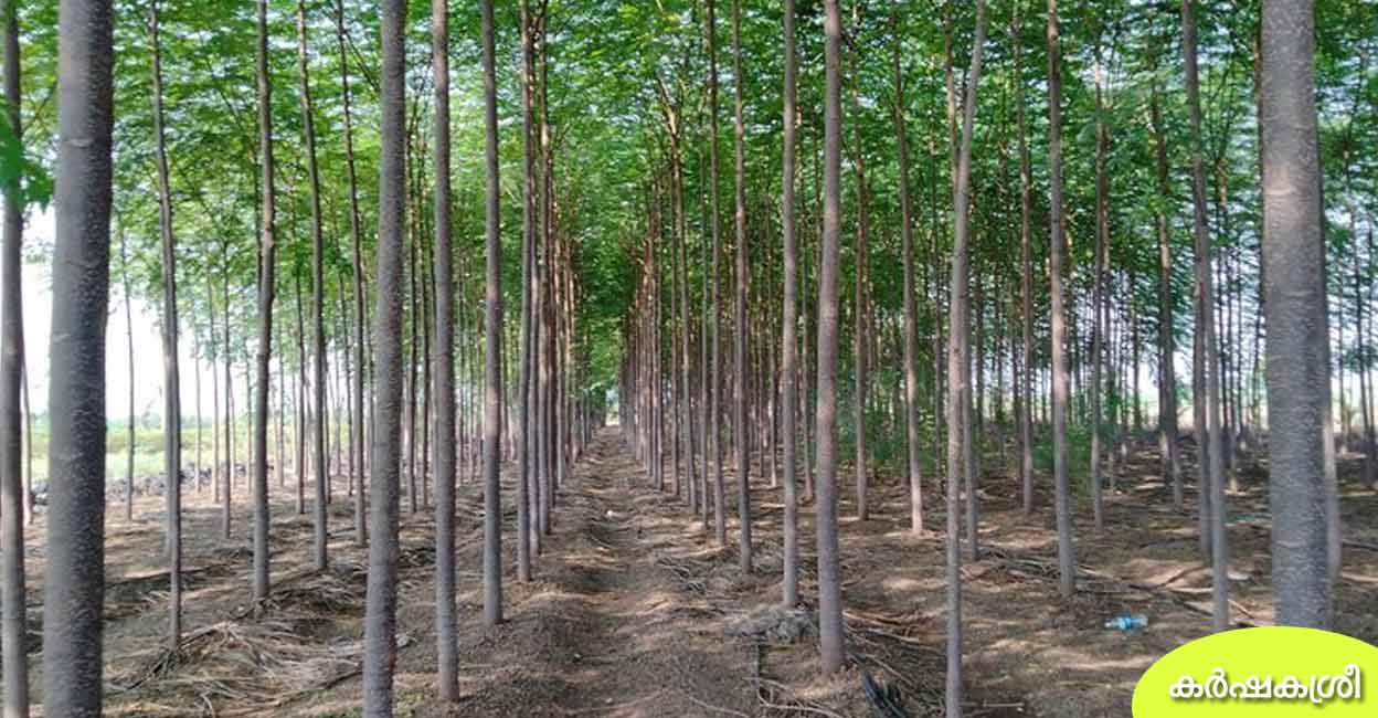 മലവേപ്പ് അഥവാ ഉടൻ പണം | Melia dubia malaveppu cultivation