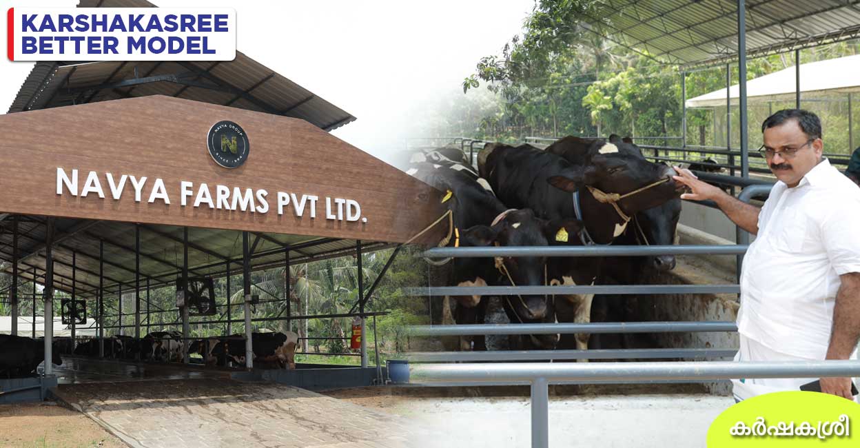 250 ഉരുക്കളും 2000 ലീറ്റർ പാലും; വ്യത്യസ്തമാണ് നവ്യ എന്ന ഡെയറി ഫാമിങ് ...