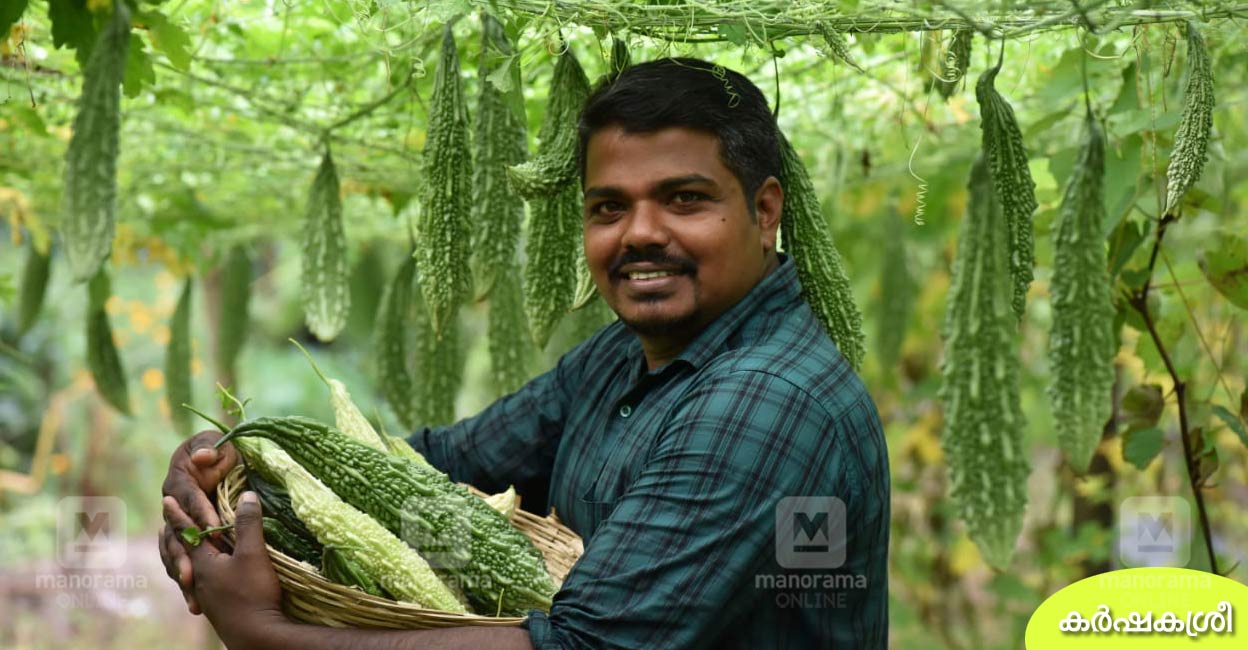 സെയിൽസ്മാനിൽനിന്ന് കർഷകനിലേക്ക്... പച്ചക്കറിക്കൃഷിയിലൂടെ ലക്ഷങ്ങൾ നേടി ...