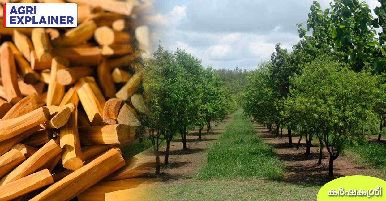 ചന്ദനം കൃഷി ചെയ്താൽ കുരുക്കിലാവുമോ? | Sandalwood Cultivation ...