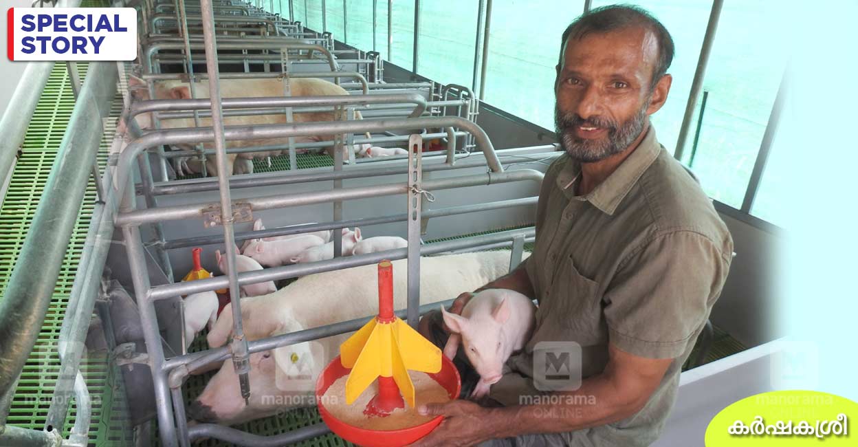 ഒരു പന്നിക്കുള്ള കൂടിനുതന്നെ അര ലക്ഷം രൂപ; വയനാട്ടിലെ ഹൈടെക് പന്നി ...