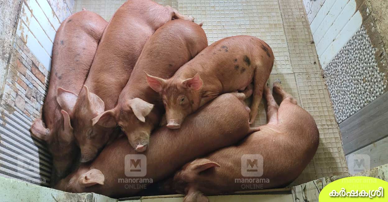 പന്നിഫാമിന് ഇനി സ്ഥലം പ്രശ്നമല്ല: മലിനീകരണ നിയന്ത്രണ ചട്ടങ്ങളിൽ മാറ്റം ...