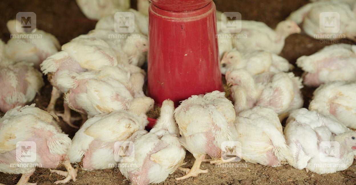 പൂപ്പൽ വിഷബാധ മൃഗങ്ങളിലും പക്ഷികളിലും: കർഷകർ ശ്രദ്ധിക്കേണ്ട കാര്യങ്ങ ...