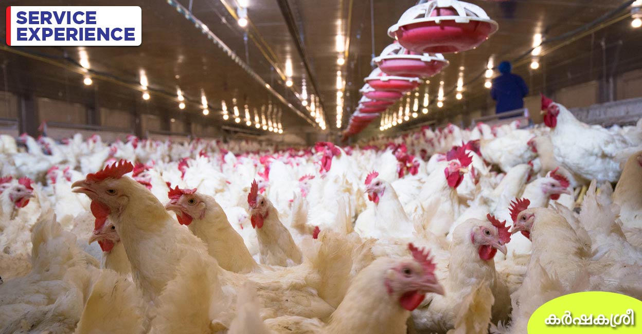 ആഴ്ചയിൽ പത്തുലക്ഷം കൊത്തുമുട്ടകൾ ഉൽപാദിപ്പിക്കുന്ന ‘ഫാക്ടറി ...