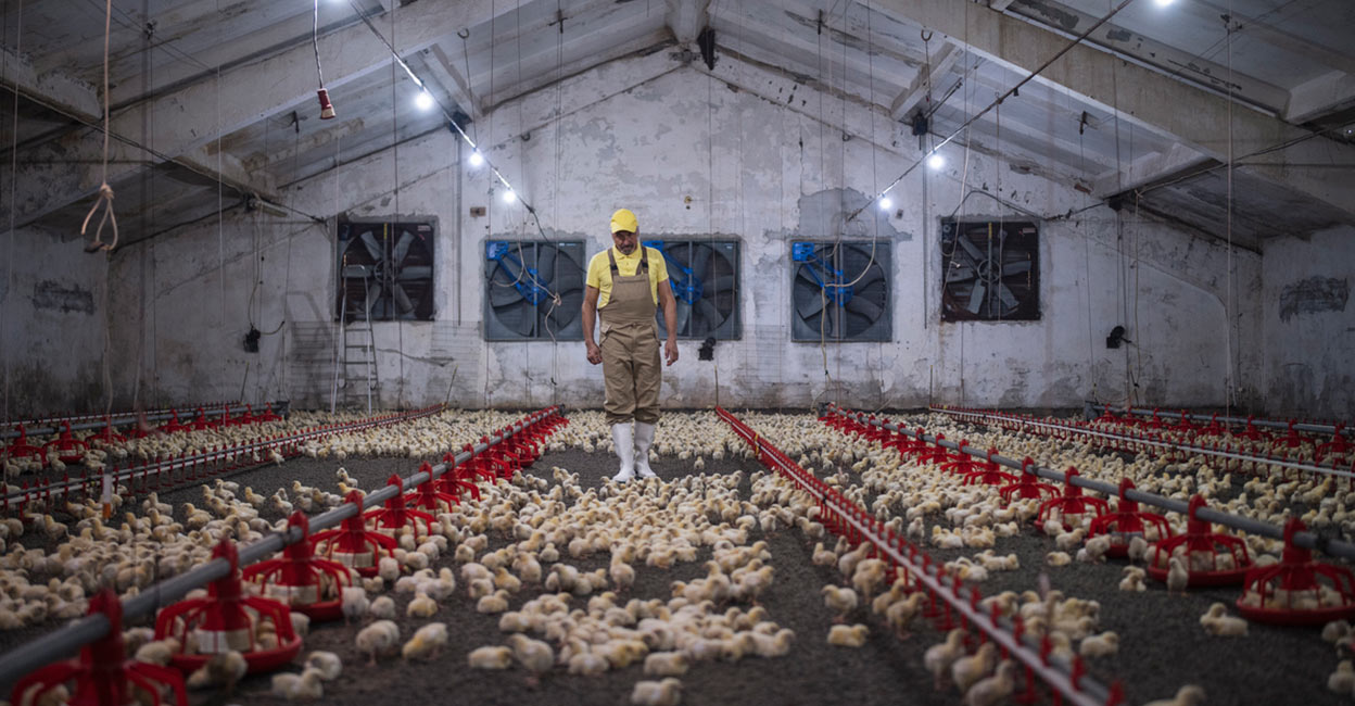 ആഴ്ചയിൽ പത്തുലക്ഷം കൊത്തുമുട്ടകൾ ഉൽപാദിപ്പിക്കുന്ന ‘ഫാക്ടറി ...