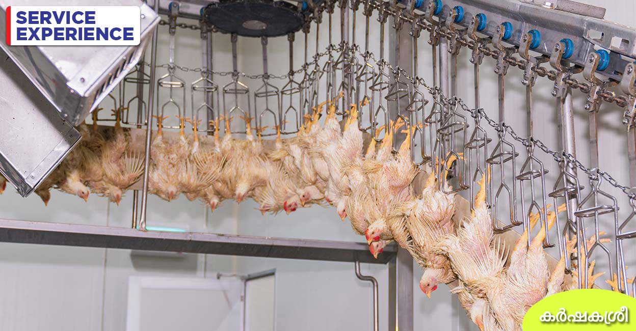 മലയാളികൾ വളർത്തിയ കോഴിക്കമ്പനി, പ്രതിദിനം കശാപ്പു ചെയ്യുന്നത് 40,000 ...