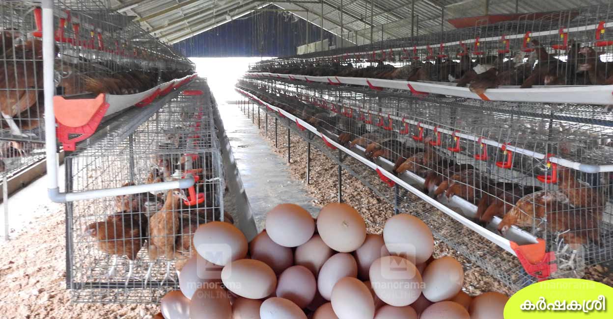 കോഴിമുട്ടയ്ക്കു വലുപ്പം കുറയുന്നോ? കാരണങ്ങൾ ഇവയാകാം - Why do layers lay ...