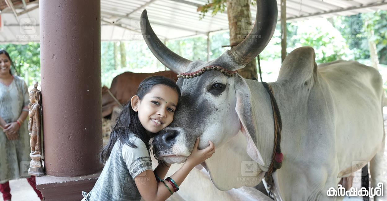 പാലല്ല, ചാണകമാണു വരുമാനം; മുന്നൂറോളം ഉൽപന്നങ്ങൾ, 21000 പിൻകോഡുകളിൽ വി ...
