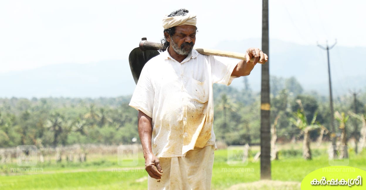 പത്മശ്രീ ചെറുവയൽ രാമന്റെ 2 ചോദ്യങ്ങൾ; ഉത്തരം നൽകേണ്ടത് കാർഷിക കേരളമാണ് ...