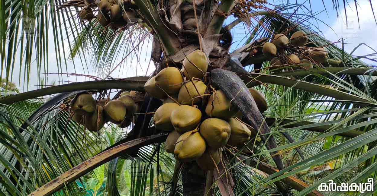 കോട്ടയത്ത് വേറെയുണ്ടാവില്ല ഇങ്ങനൊരു തെങ്ങിൻതോപ്പ്; 40 ദിവസം കൂടുമ്പോ ...