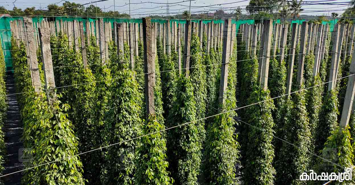 ആകാശം മുട്ടുന്ന കൊടി, ആദായം നിറയുന്ന തോട്ടം: വിയറ്റ്നാമിനെ വെല്ലാ ...