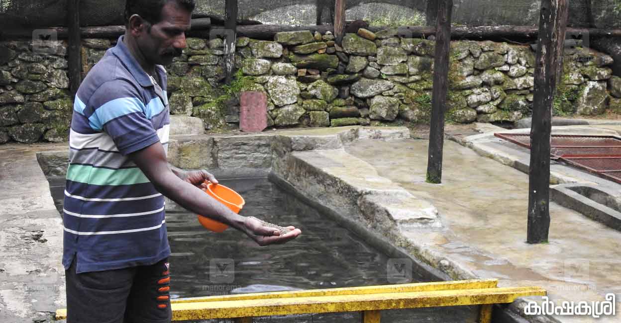 ഭക്ഷണം പോത്തിന്റെ കുടലും കാശ്മീരിൽനിന്നുള്ള തീറ്റയും; കിലോയ്ക്ക് വില ...