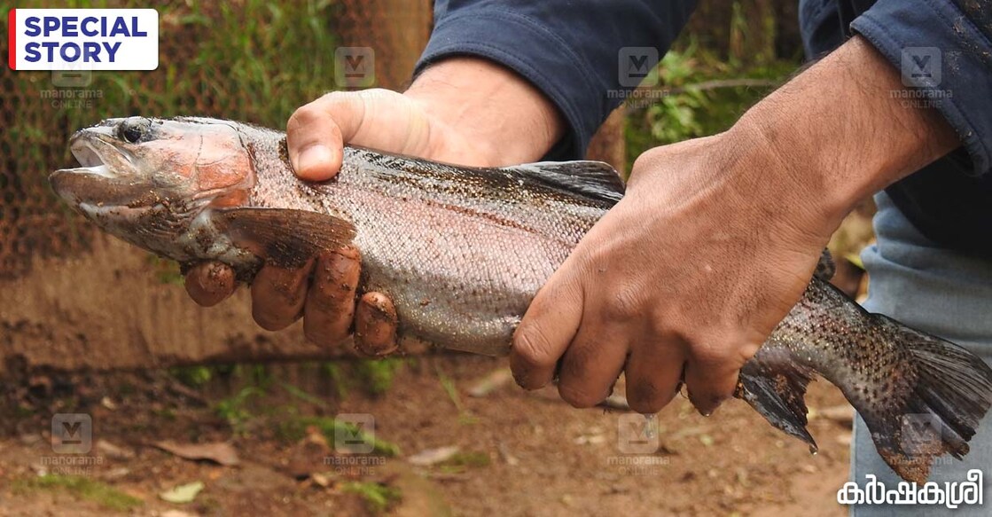 ഭക്ഷണം പോത്തിന്റെ കുടലും കാശ്മീരിൽനിന്നുള്ള തീറ്റയും; കിലോയ്ക്ക് വില ...