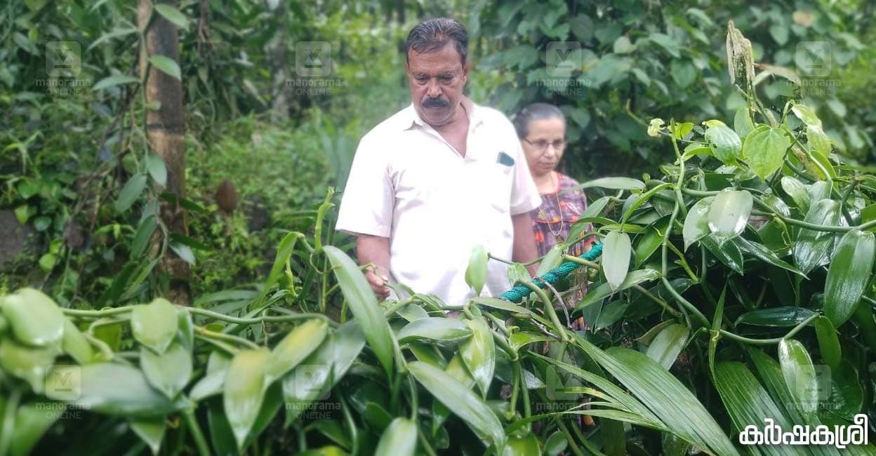 പച്ചയ്ക്ക് 850 രൂപ, ഉണങ്ങിയതിന് 2500 രൂപ; അസമിലേക്കും പറന്ന് ജോർജിന്റെ ...