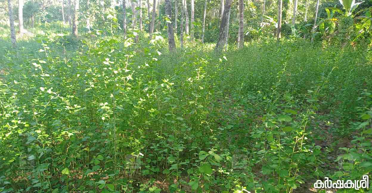 ആവശ്യം 3 ലക്ഷം കിലോ; കുറുന്തോട്ടി വളർത്തിയാൽ മികച്ച വരുമാനം; ഡിമാൻഡ് ...