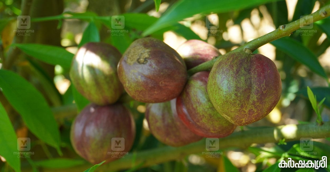 1500 ചെടികൾ, കിലോയ്ക്ക് 5000 രൂപ വില: പ്രമേഹ രോഗികൾ തേടിയെത്തുന്ന ...