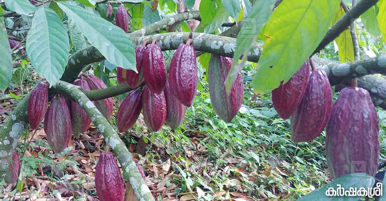 ‘ദൈവത്തിന്റെ മരം’; 800 രൂപ കടന്നു വില; ‘കൊക്കോ കോളാ’ണ് - Chocolate ...