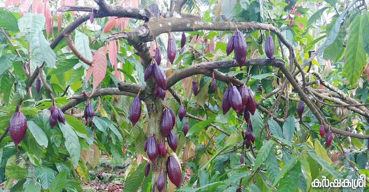 ‘ദൈവത്തിന്റെ മരം’; 800 രൂപ കടന്നു വില; ‘കൊക്കോ കോളാ’ണ് - Chocolate ...