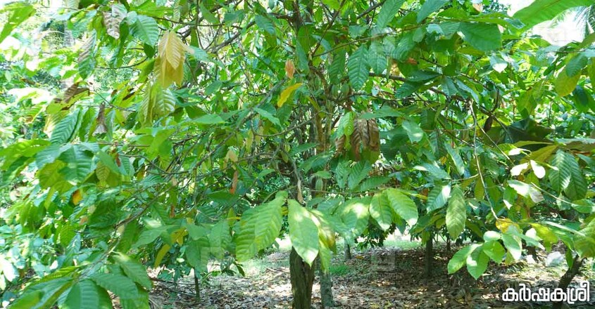 അന്ന് 1.65 രൂപ, ഇന്ന് 800: ഇത് കൊക്കോയുടെ ലാഭത്തിലൂടെ 100 ഏക്ക ...