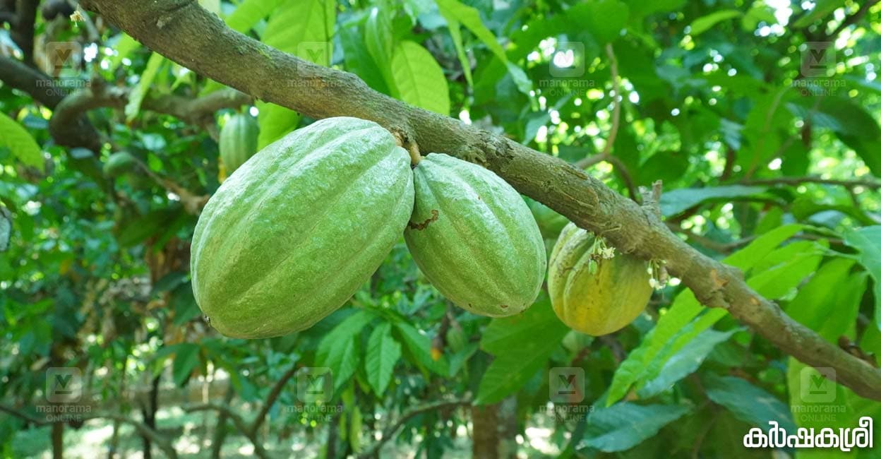 അന്ന് 1.65 രൂപ, ഇന്ന് 800: ഇത് കൊക്കോയുടെ ലാഭത്തിലൂടെ 100 ഏക്ക ...