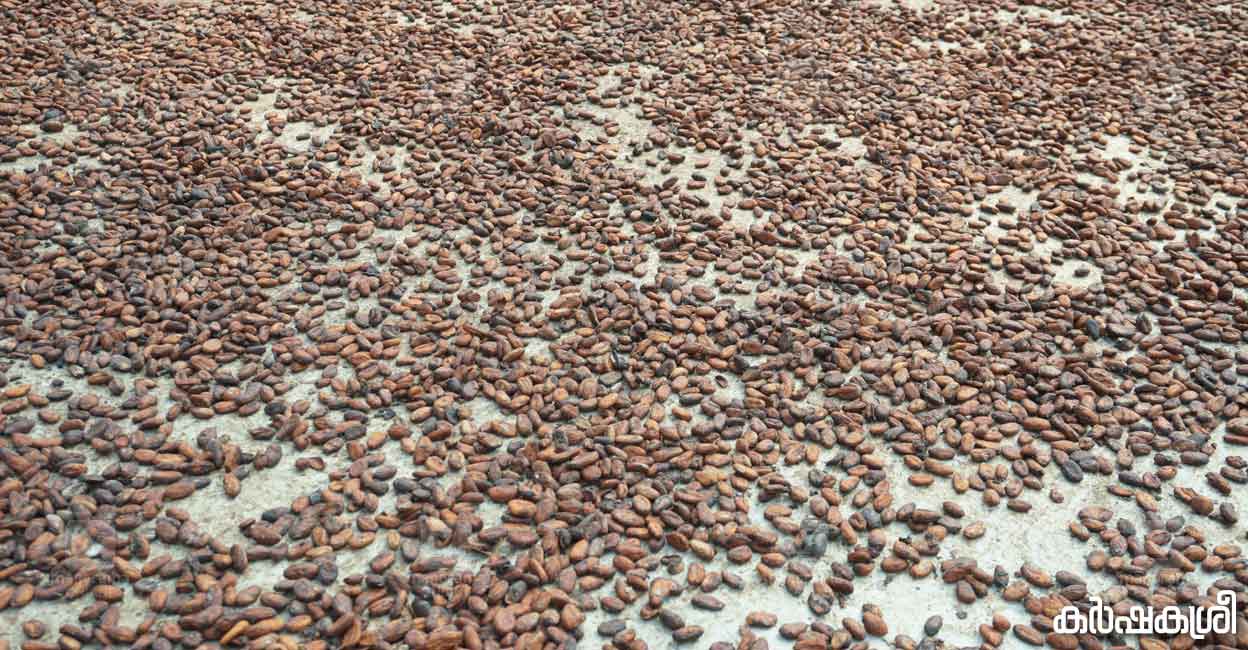 വിലത്തകർച്ചയിൽ വെറുക്കപ്പെട്ട കനി; ഇന്ന് പൊന്നും വില; കൊക്കോയി ...