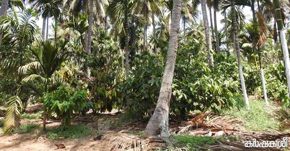 മൈസൂരുവിൽ മലയാളി കെട്ടിപ്പൊക്കിയ കൊക്കോ സാമ്രാജ്യം: 22 ഏക്കറിൽ 4500 ...