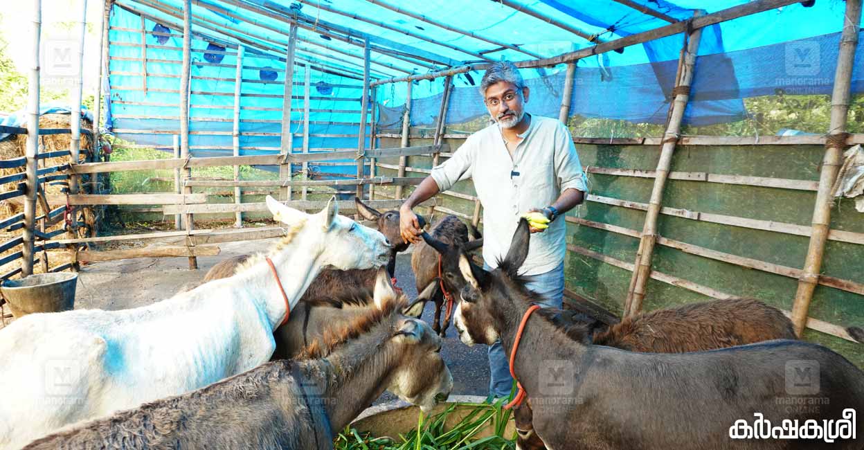 അരുമയായി കഴുതകൾ, പാൽ ലീറ്ററിന് 3200 രൂപ; ഒപ്പം ‘ഇന്ത്യ’ പിടിക്കാ ...