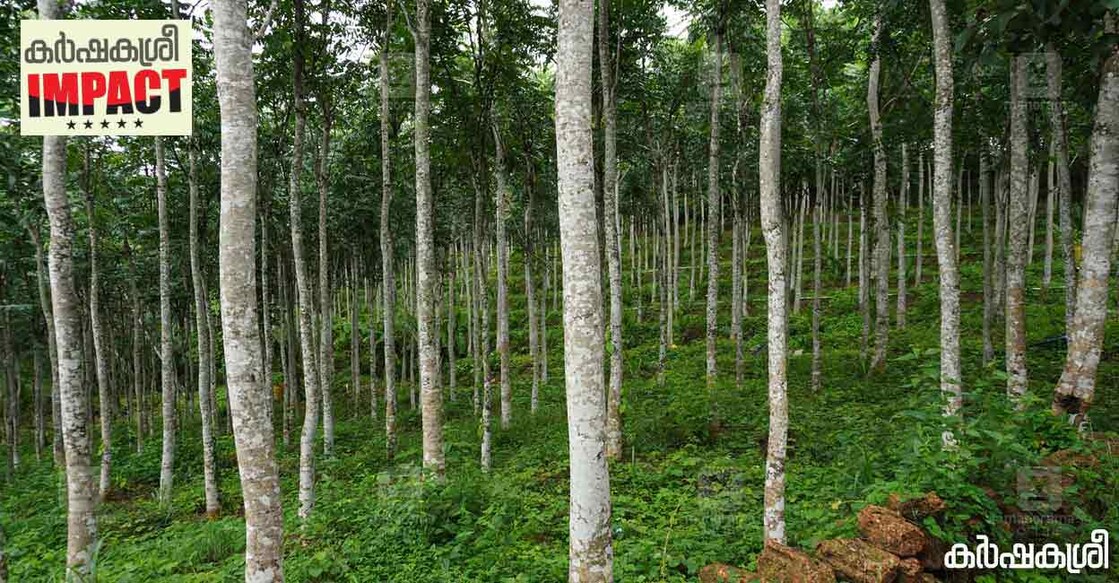 ഒരു ദിവസം വേണ്ടത് 2000 ടൺ മട്ടിത്തടി; വകുപ്പിനും പ്രിയം; ഇടപെട്ട് ...