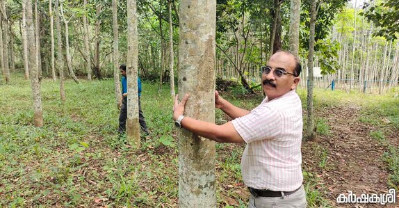 ഒരു ദിവസം വേണ്ടത് 2000 ടൺ മട്ടിത്തടി; വകുപ്പിനും പ്രിയം; ഇടപെട്ട് ...
