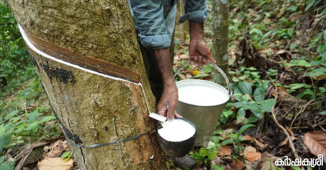 ബാങ്കോക്കിൽ ഷീറ്റിനും കേരളത്തിൽ കുരുമുളകിനും തളർച്ച; ഏലത്തിന് മികച്ച ...