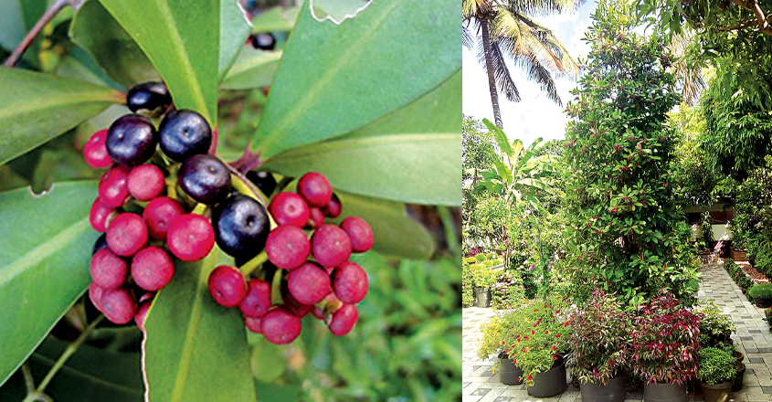 ഔഷധഗുണമുള്ള കിളിഞാവൽ പറിച്ചു കളയല്ലേ... | Kilinjaval