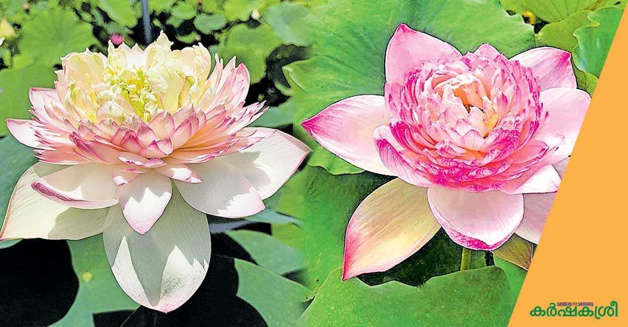 ഉദ്യാനങ്ങളിൽ തരംഗമായി സങ്കരയിനം താമരകൾ: എന്തെല്ലാം ശ്രദ്ധിക്കണം? | How ...