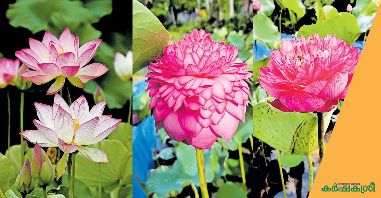 ഉദ്യാനങ്ങളിൽ തരംഗമായി സങ്കരയിനം താമരകൾ: എന്തെല്ലാം ശ്രദ്ധിക്കണം? | How ...