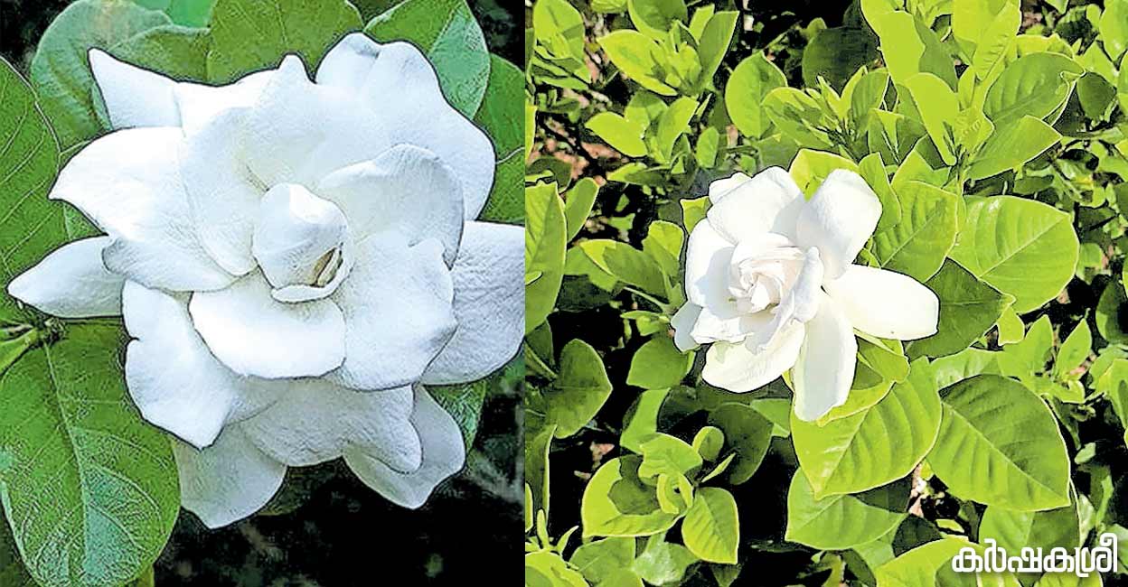 ചെത്തി, ചെമ്പരത്തി, നന്ത്യാർവട്ടം, മരമുല്ല, ഗന്ധരാജൻ... പുതിയ ...