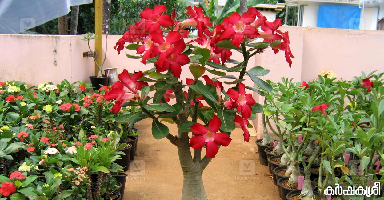 ബോൺസായ് ആണ്, പൂച്ചെടിയുമാണ്; ഇതാണ് അഡീനിയം - How to grow Adenium plant ...
