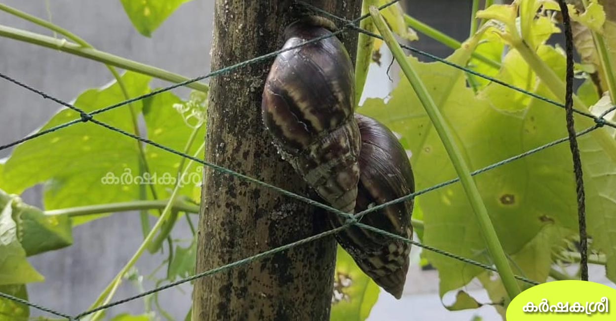 ഒച്ചിന്റെ ശരീരത്തിൽ ഉപ്പ് വിതറിയാൽ സംഭവിക്കുന്നത്, വിഡിയോ | Control of ...