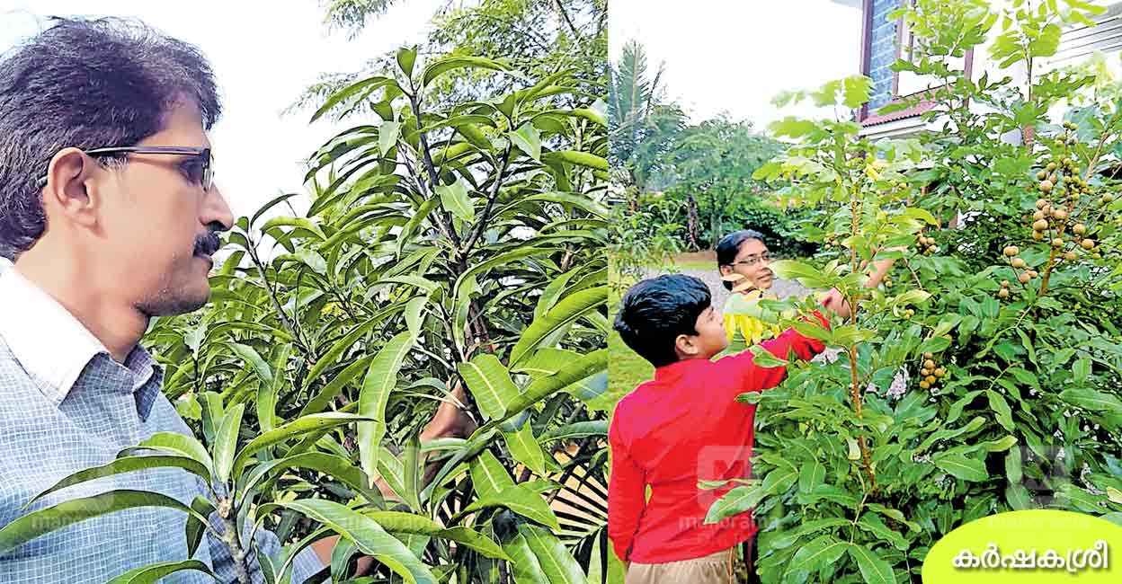 ദിവസം ഒരു മണിക്കൂർ പരിചരണം മാത്രം; പഴവർഗക്കൃഷിയിൽ നേട്ടം കൊയ്ത് അനി ...
