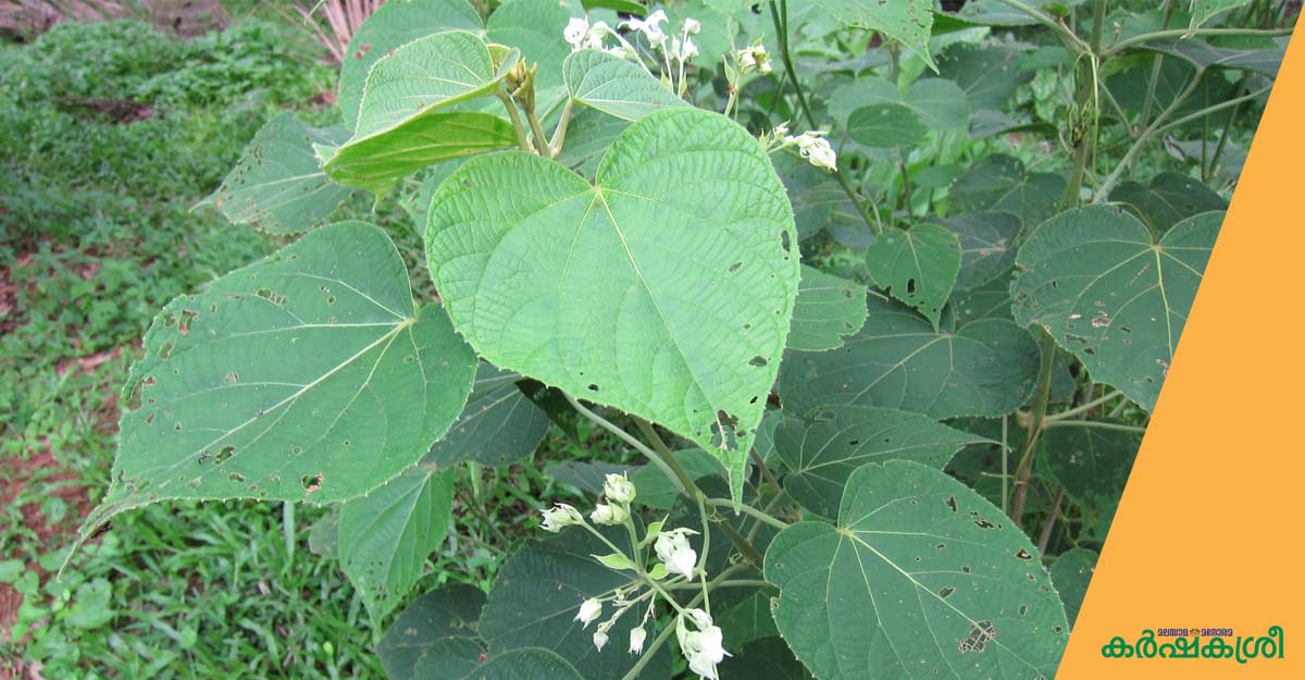 തൊടിയിലെ പെരുവെലവും ഔഷധമാണ്, ആസ്‌ത്‌മയ്ക്കു പോലും | More info about ...