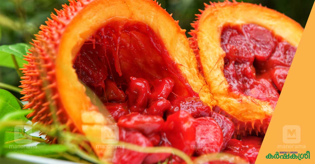 അങ്കമാലിയിലെ 'വിയറ്റ്‌നാം കോളനി'; കിലോഗ്രാമിന് 2000 രൂപ വിലയുള്ള പഴം ...