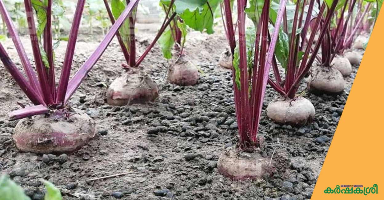 വിത്തില്ലാതെയും ബീറ്റ്റൂട്ട് തൈകളുണ്ടാക്കാം, വീട്ടിൽത്തന്നെ | How to ...