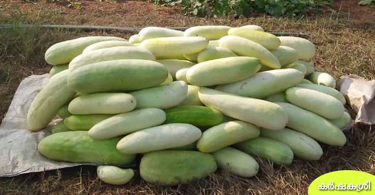 വേനൽ ചൂടിന് നാടൻ പ്രതിരോധം, കുടിക്കാം പൊട്ടുവെള്ളരി ജ്യൂസ് | Pottu ...