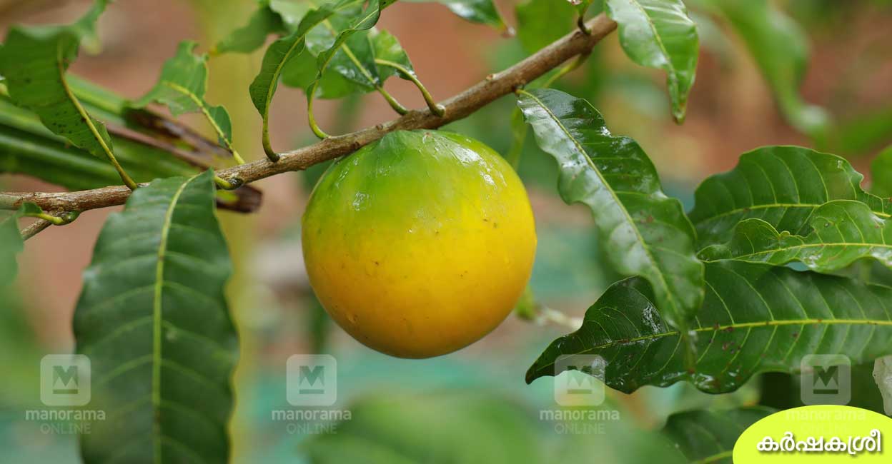 അബിയു– വന്നത് തെക്കേ അമേരിക്കയിൽ നിന്ന്, ഇന്ന് കേരളത്തിന്റെ മധുരമൂറും ...