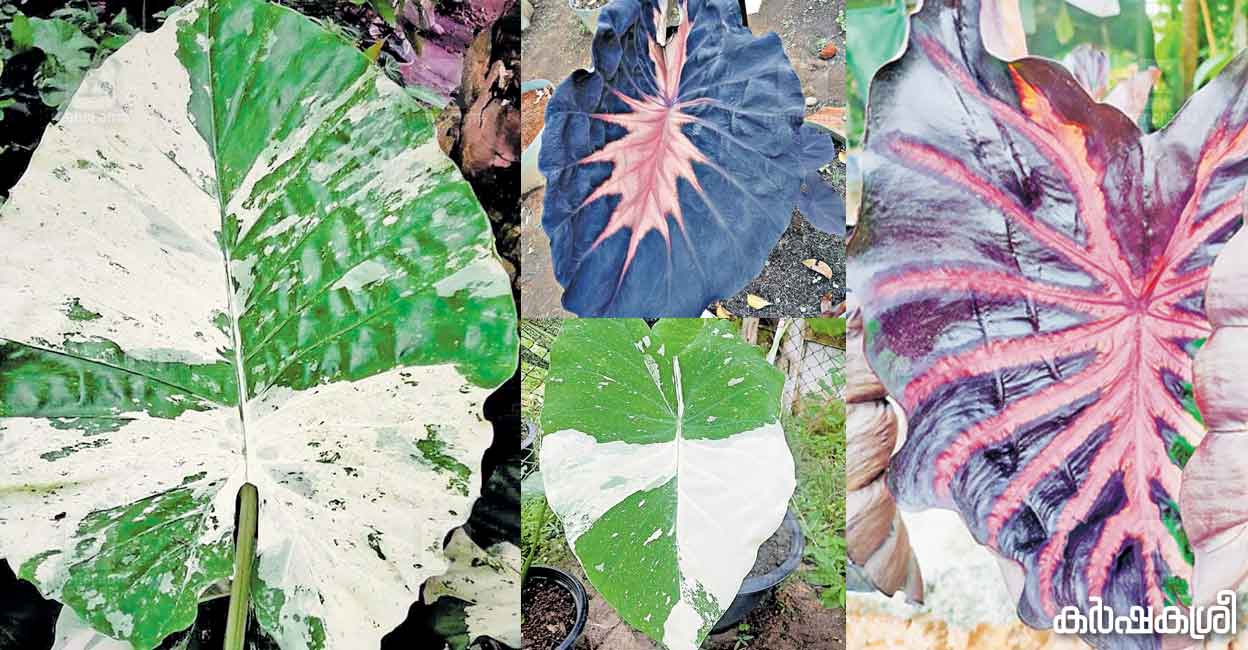 ചേമ്പെങ്കിലും 'വില'യുള്ളവർ: കറിച്ചേമ്പിന്റെ അലങ്കാര വകഭേദങ്ങൾ; നൂറിനു ...