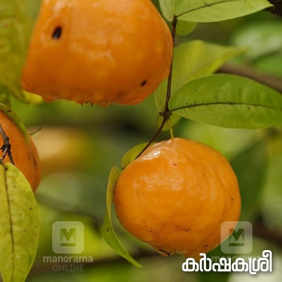 അബിയുപ്പഴങ്ങള്‍ കൂടയിലാക്കി താരം: അറിയാം ഈ ആമസോണ് ...