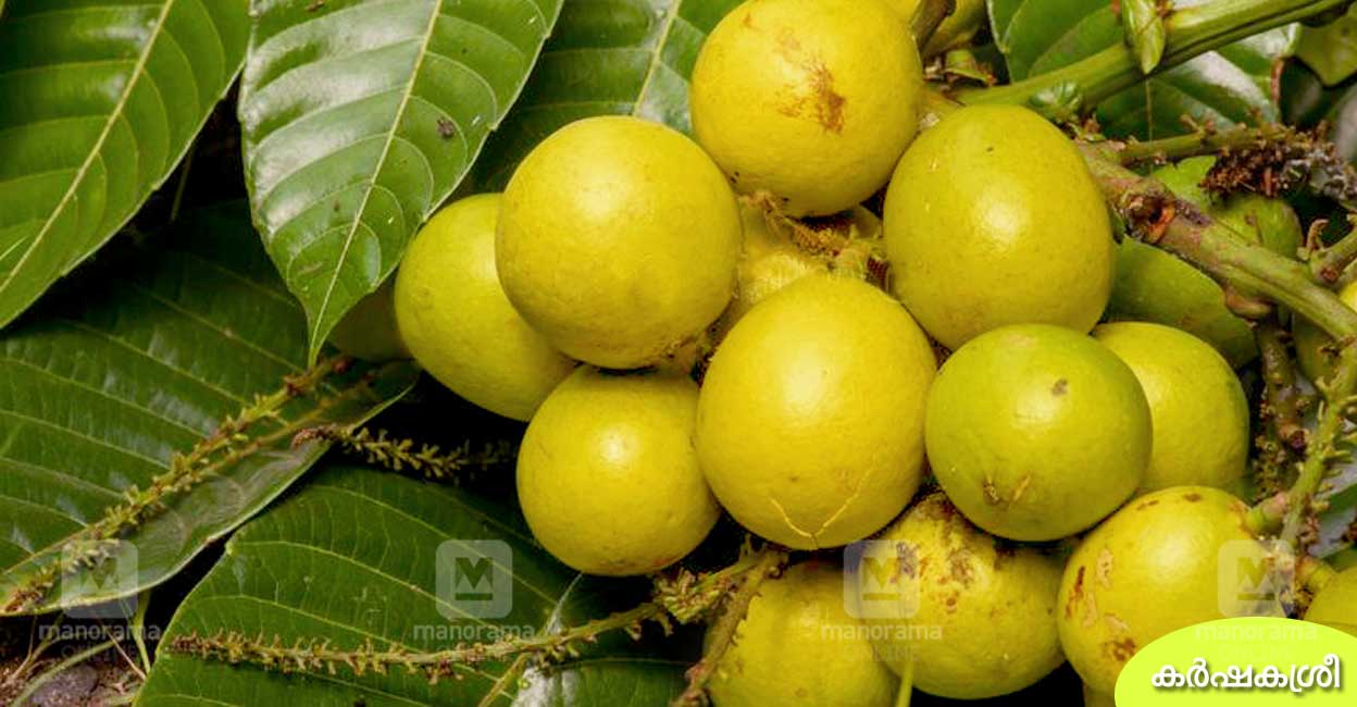 ഉദ്യാനത്തിനു യോജിച്ച പഴച്ചെടികള്‍; ഏതാനും മറുനാടൻ ഫലവൃക്ഷങ്ങളെ ...