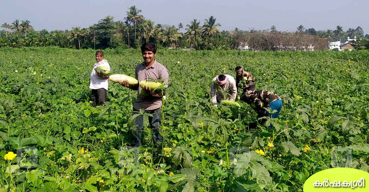 3 മാസം കൊണ്ട് 3 ലക്ഷം രൂപയിലേറെ ലാഭം: വേനൽക്കുളിരും ആദായവുമായി എബിയുടെ ...