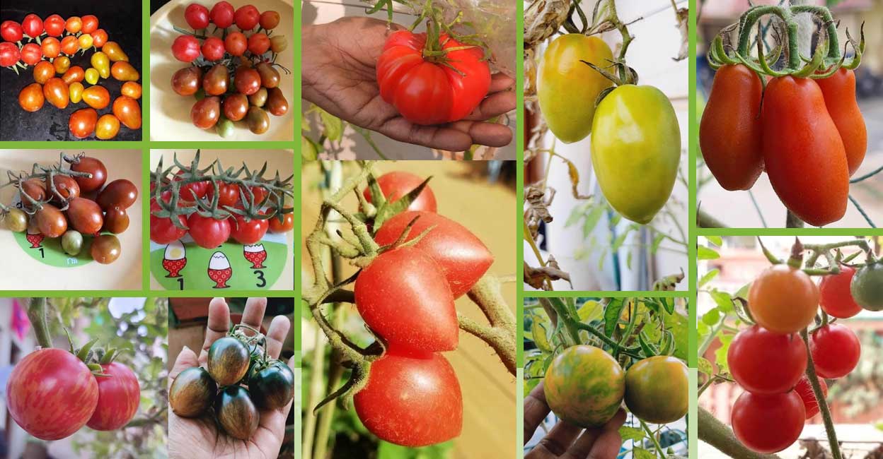 8 രാജ്യങ്ങളിൽനിന്ന് 106 തക്കാളി ഇനങ്ങൾ; പത്തര മീറ്റർ കോറിഡോറി ...