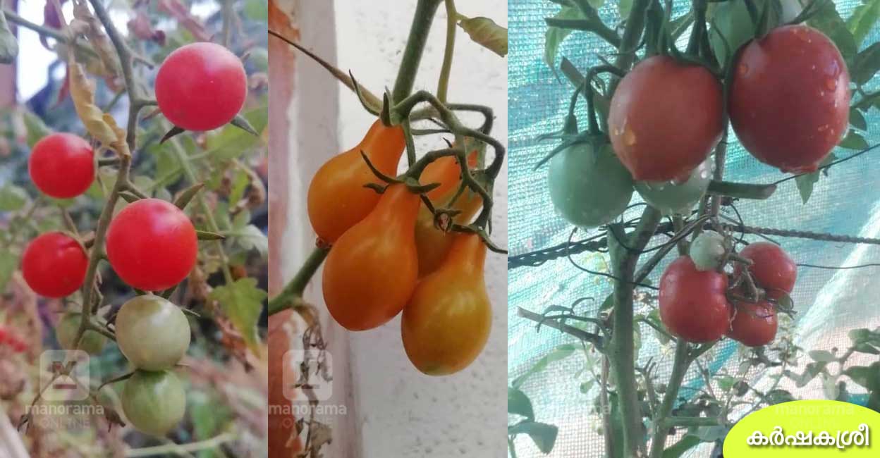 8 രാജ്യങ്ങളിൽനിന്ന് 106 തക്കാളി ഇനങ്ങൾ; പത്തര മീറ്റർ കോറിഡോറി ...