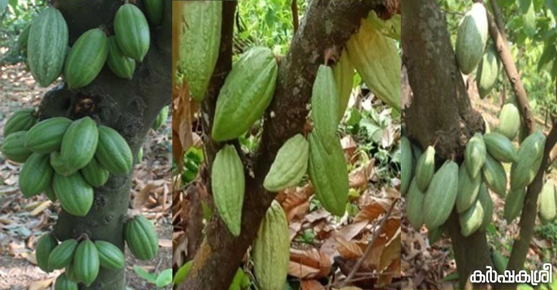 കൊക്കോയ്ക്ക് വൻ തകർച്ച, കർഷകർ ആശങ്കയിൽ; കുരുമുളകിന് നേട്ടം: ഇന്നത്തെ ...