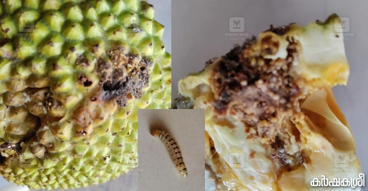 ഇടിച്ചക്കയിൽ കായതുരപ്പൻ പുഴുവിന്റെ ആക്രമണം; പ്രതിവിധി - Protect Your Jackfruit from Fruit Borer ...